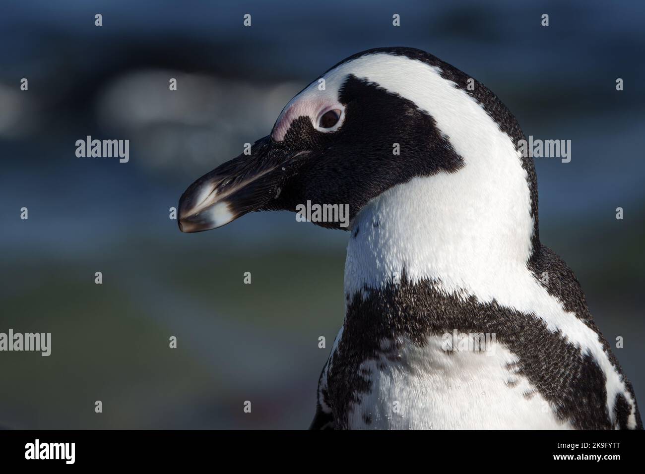 African penguin, Cape penguin or South African penuguin (Spheniscus ...