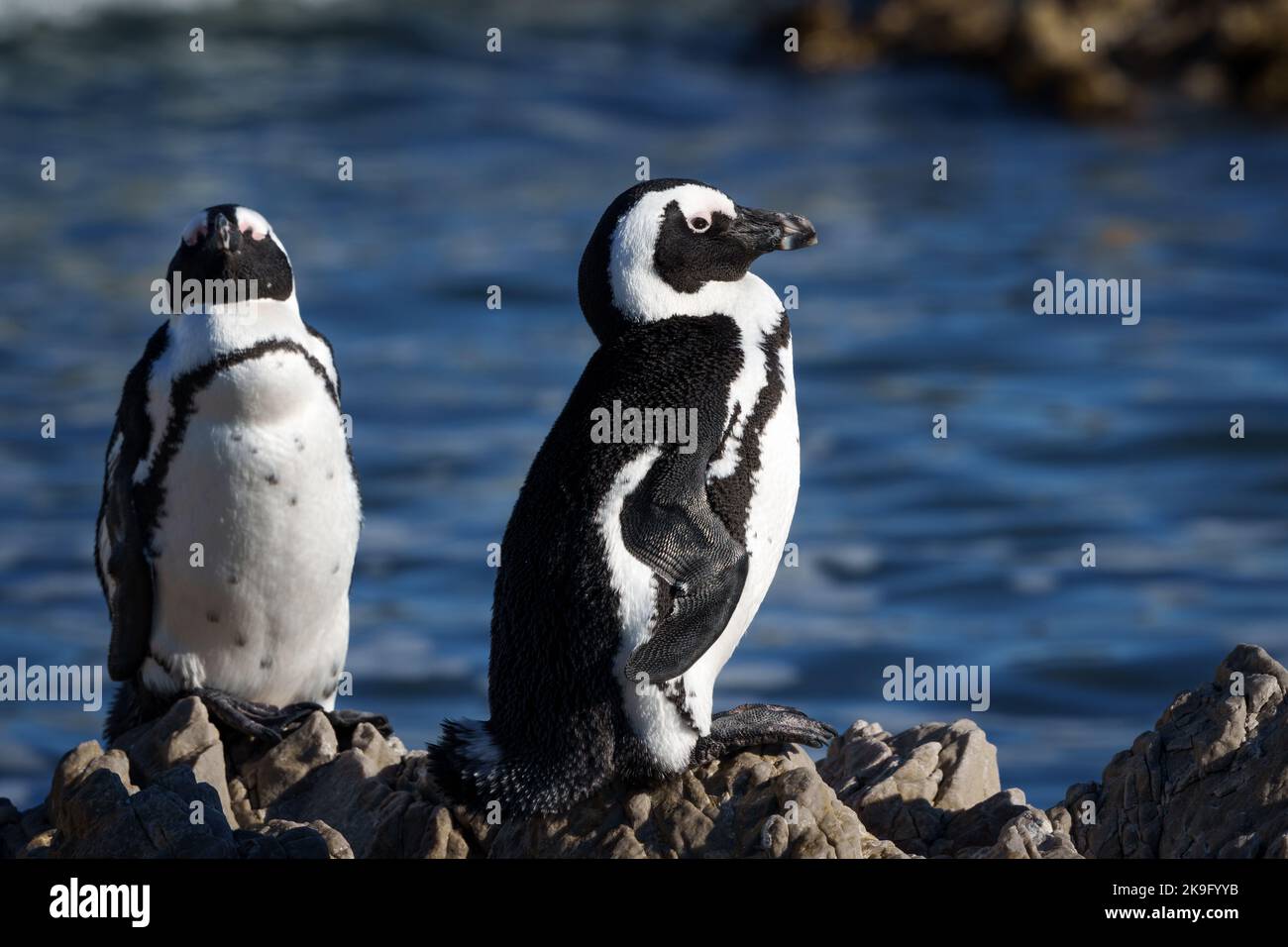 African cape penguin hi-res stock photography and images - Alamy