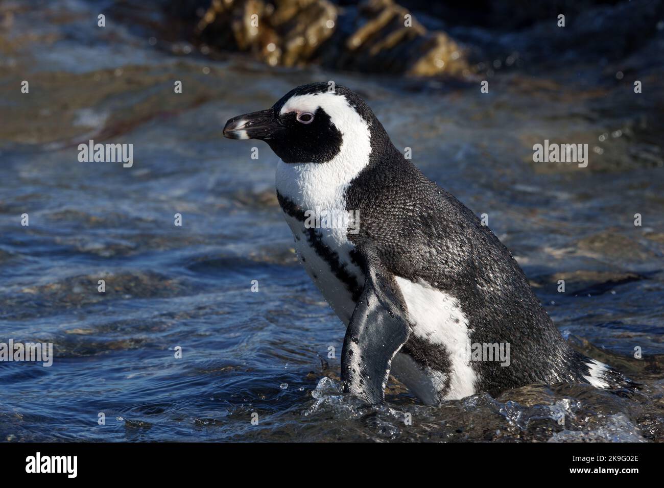 African penguin, Cape penguin or South African penuguin (Spheniscus ...