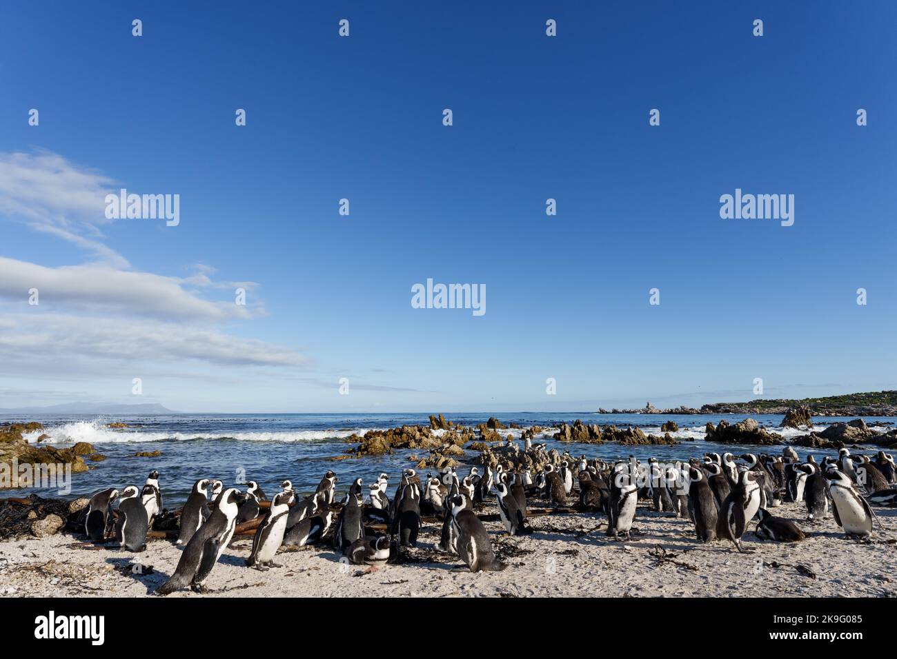 African penguin, Cape penguin or South African penuguin (Spheniscus ...