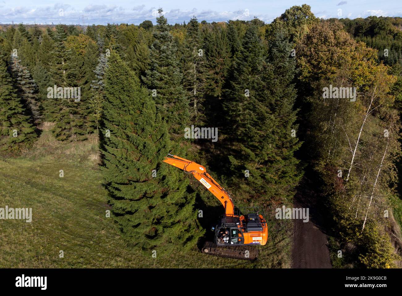 A 60 ft, 42-year-old Norwegian Spruce is felled at Woods Farms in ...