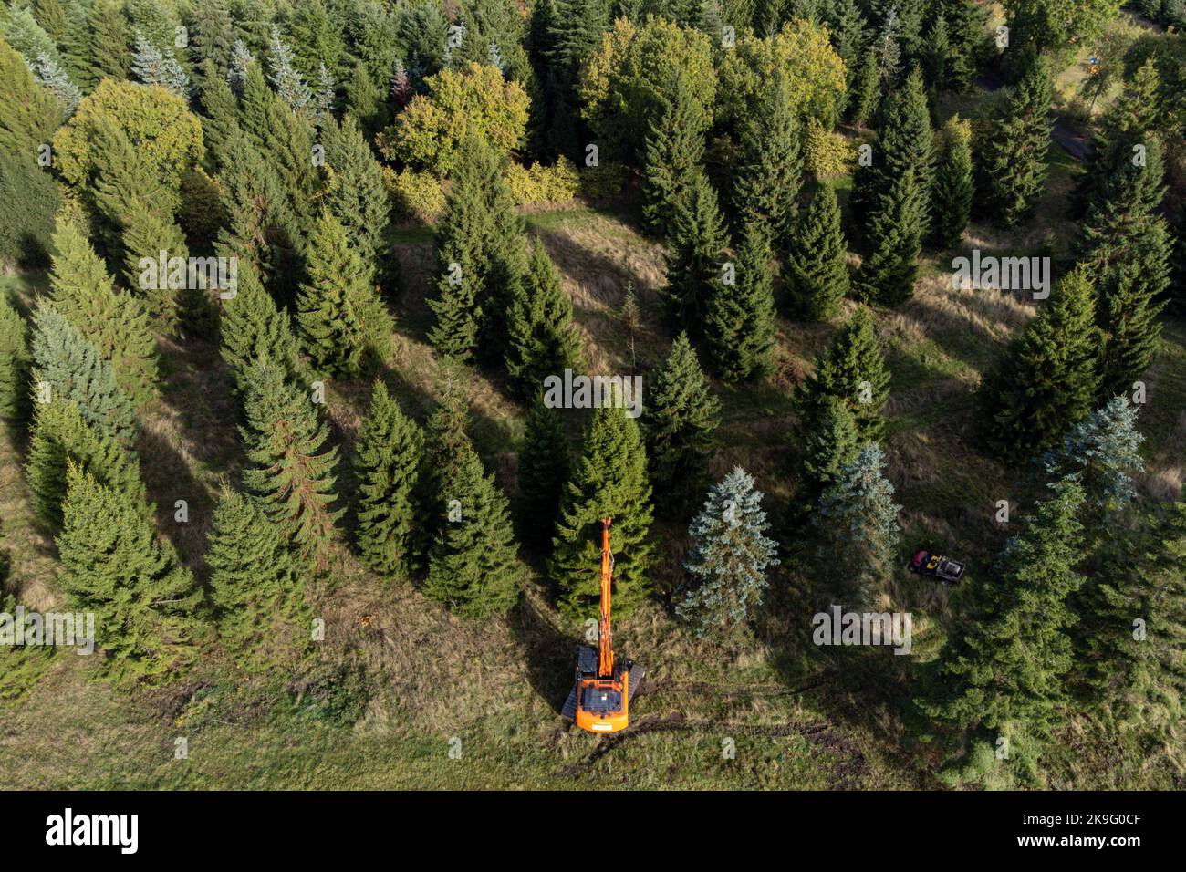 A 60 ft, 42-year-old Norwegian Spruce is felled at Woods Farms in ...