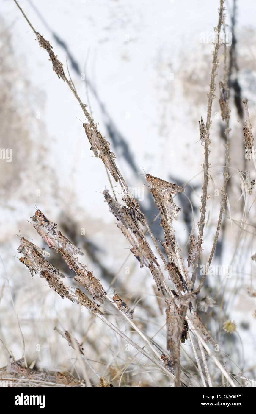 Moroccan locusts Dociostaurus maroccanus. Adults and nymphs. Pajonales ...
