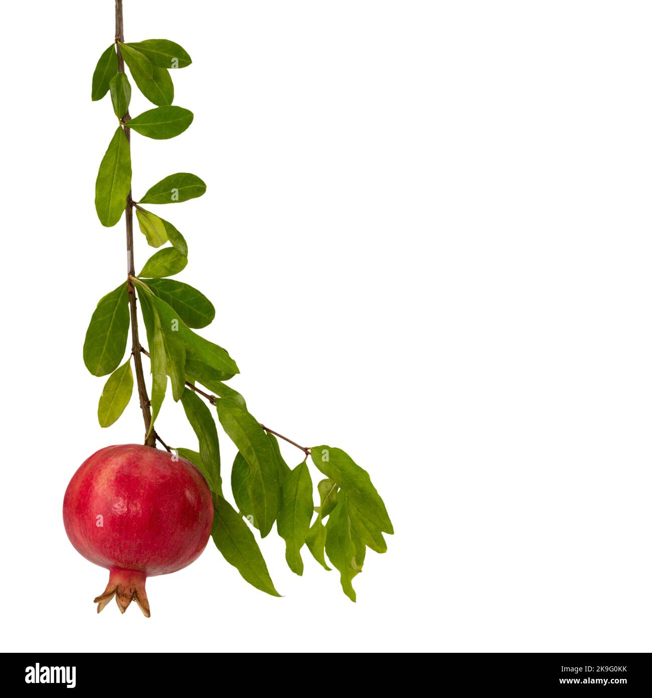 Pomegranate branch with ripe fruit and leaves isolated on white ...