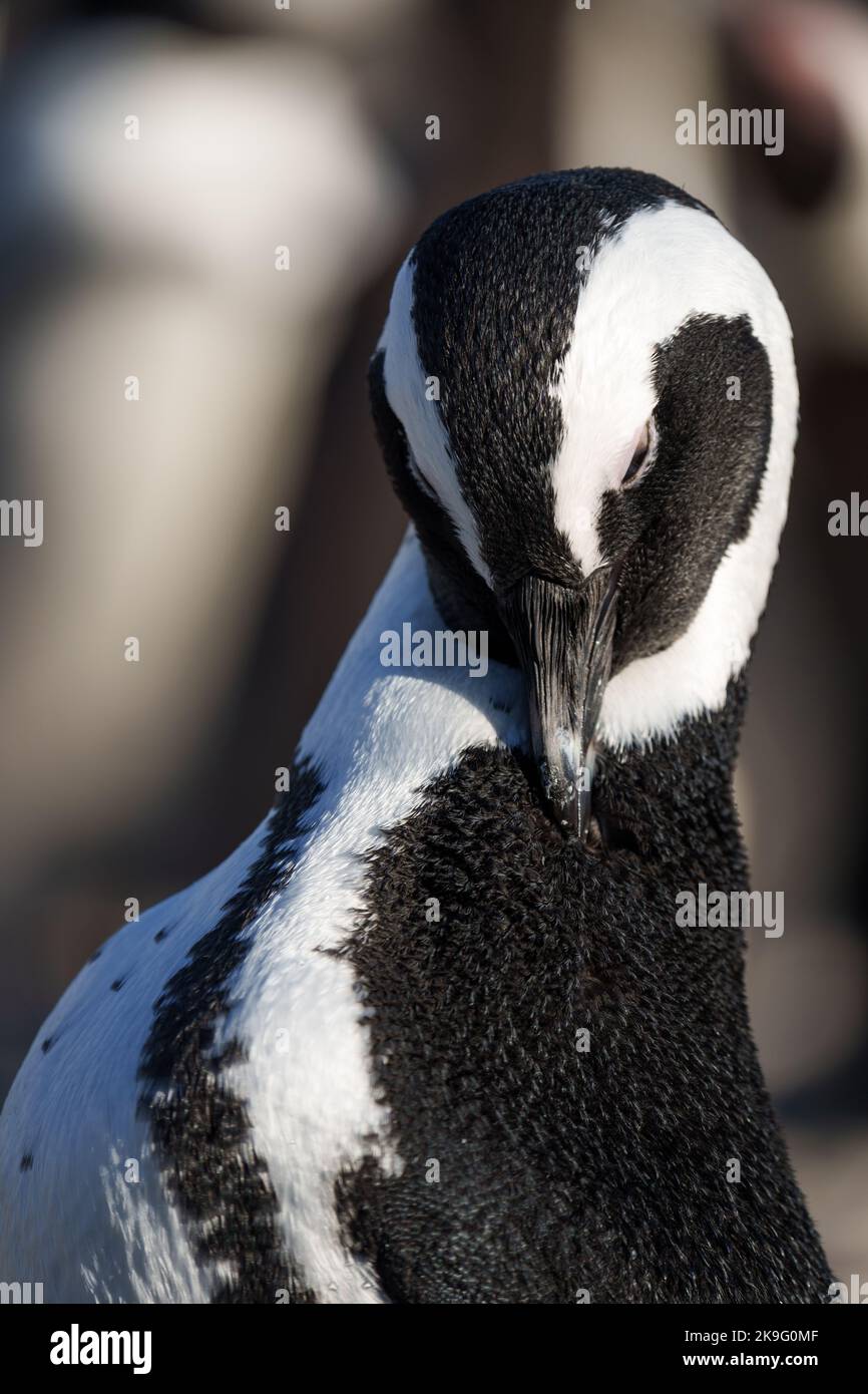 African penguin, Cape penguin or South African penuguin (Spheniscus ...