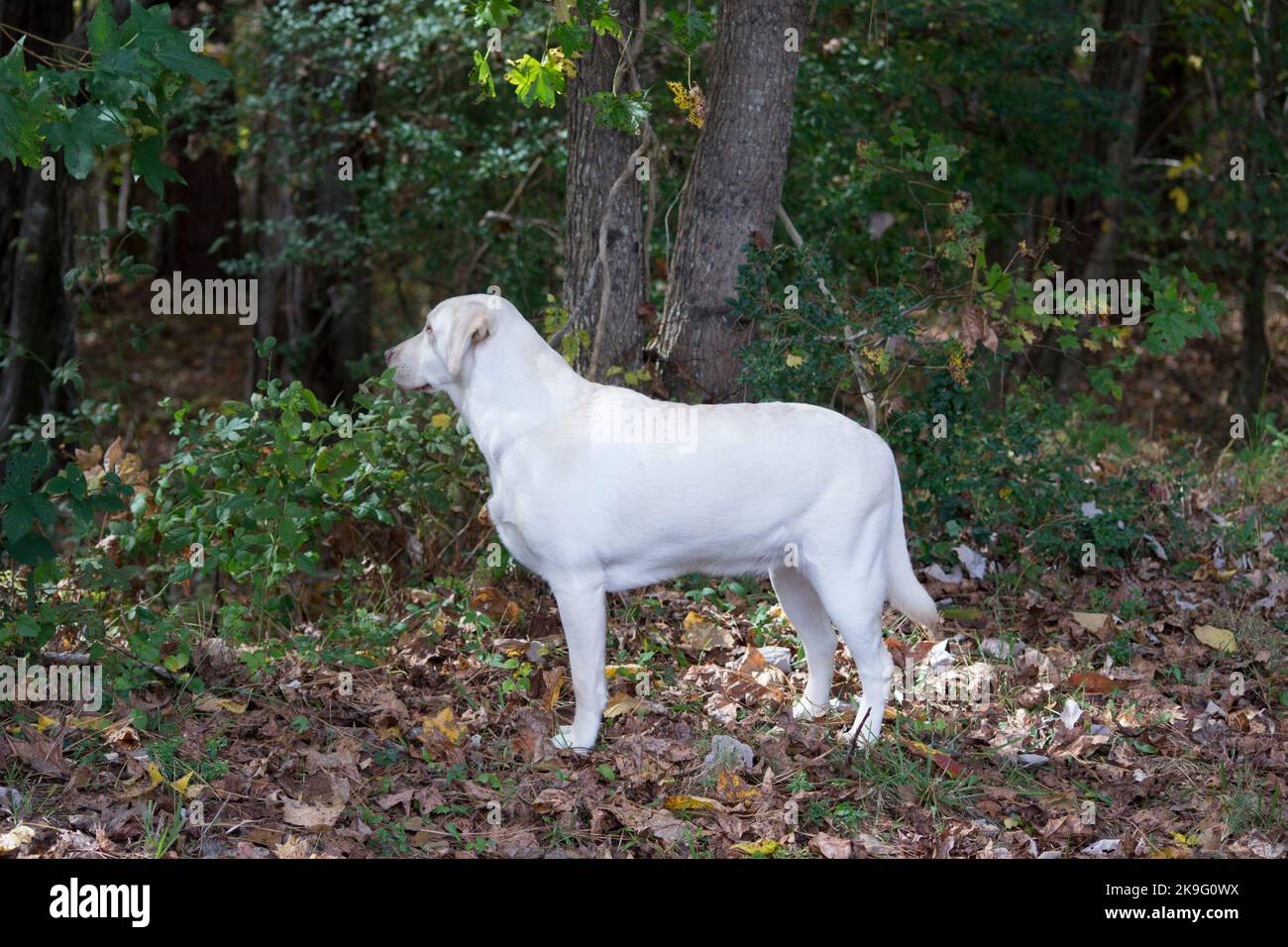 Young labrador retriever hi-res stock photography and images - Alamy