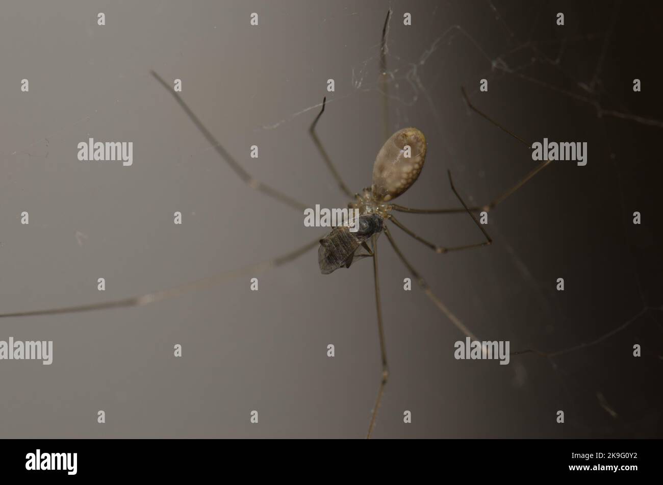 Daddy long-legs spider Pholcus phalangioides feeding of a fly ...