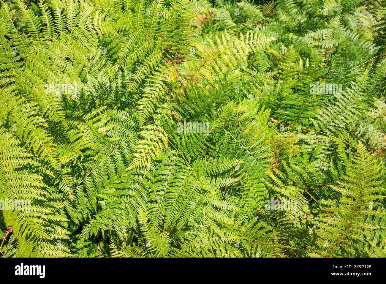 Green fern leaves bush, background, texture Stock Photo - Alamy