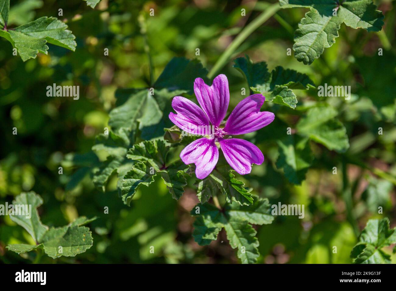 Herb Malva sylvestris - Mallow. Purple plant on green background Stock ...