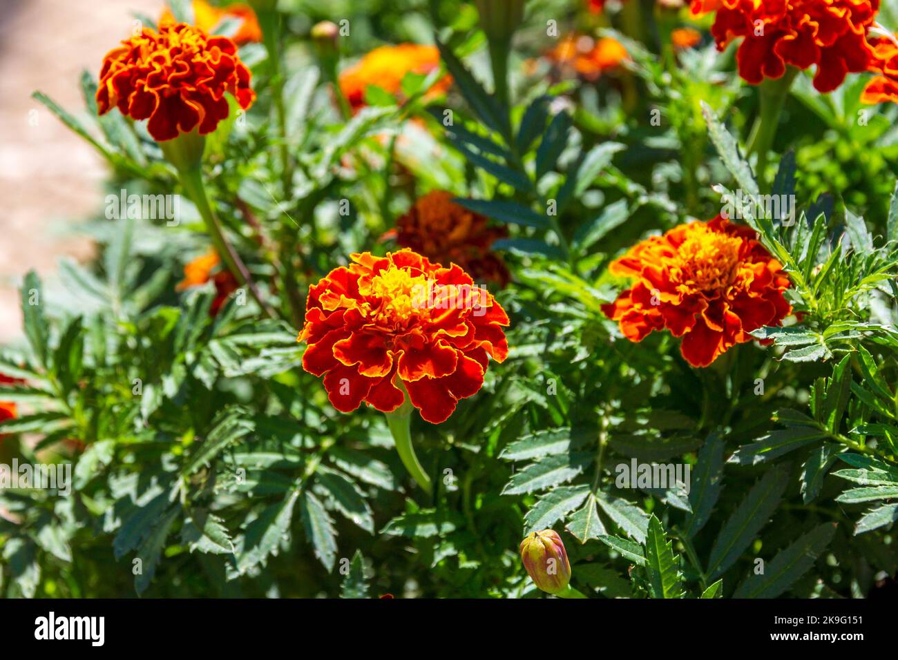Herb Marigold - Tagetes. Orange - Yellow flower with green leaves Stock ...