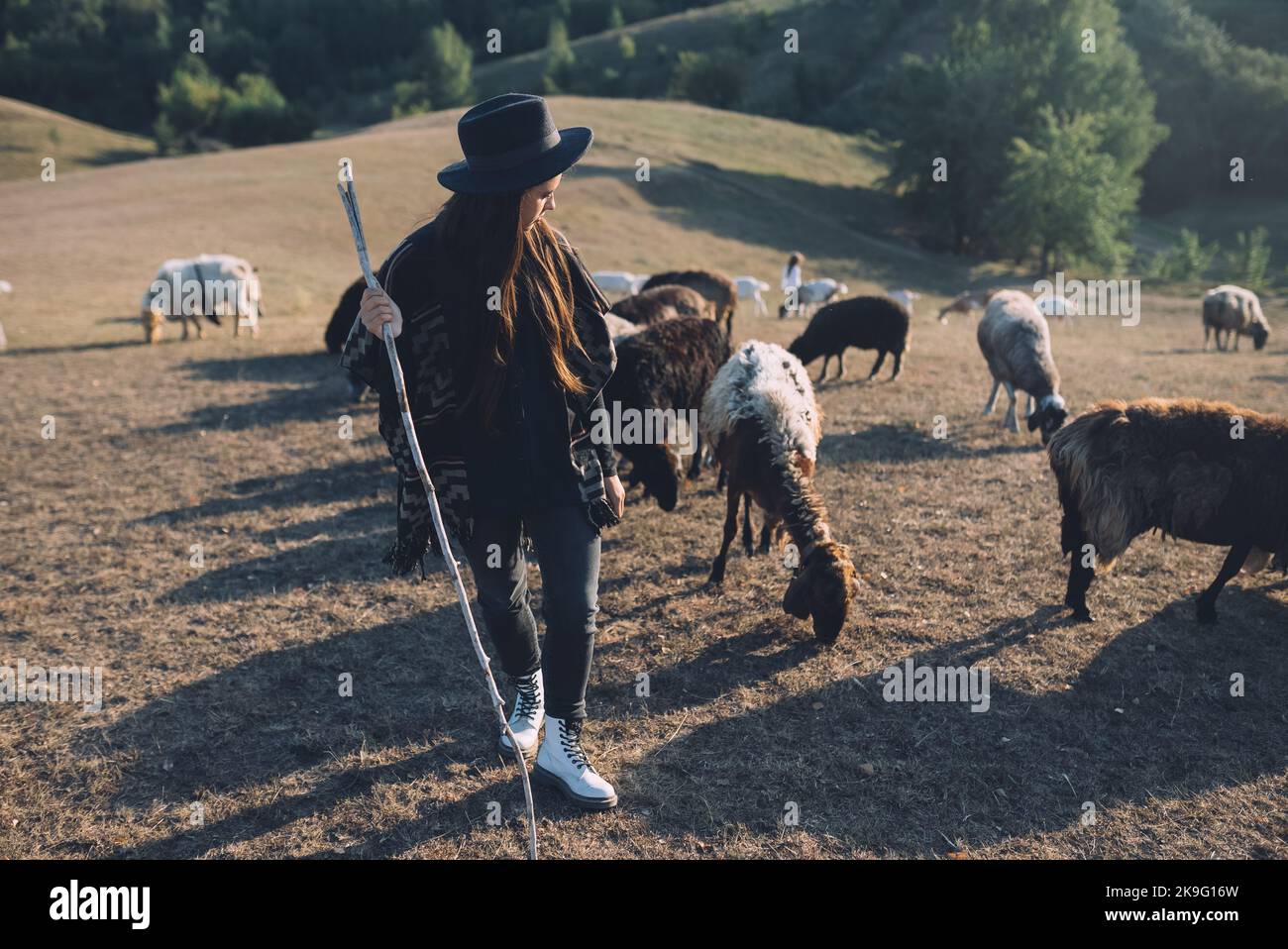 Female shepherd and flock of sheep at a lawn Stock Photo - Alamy