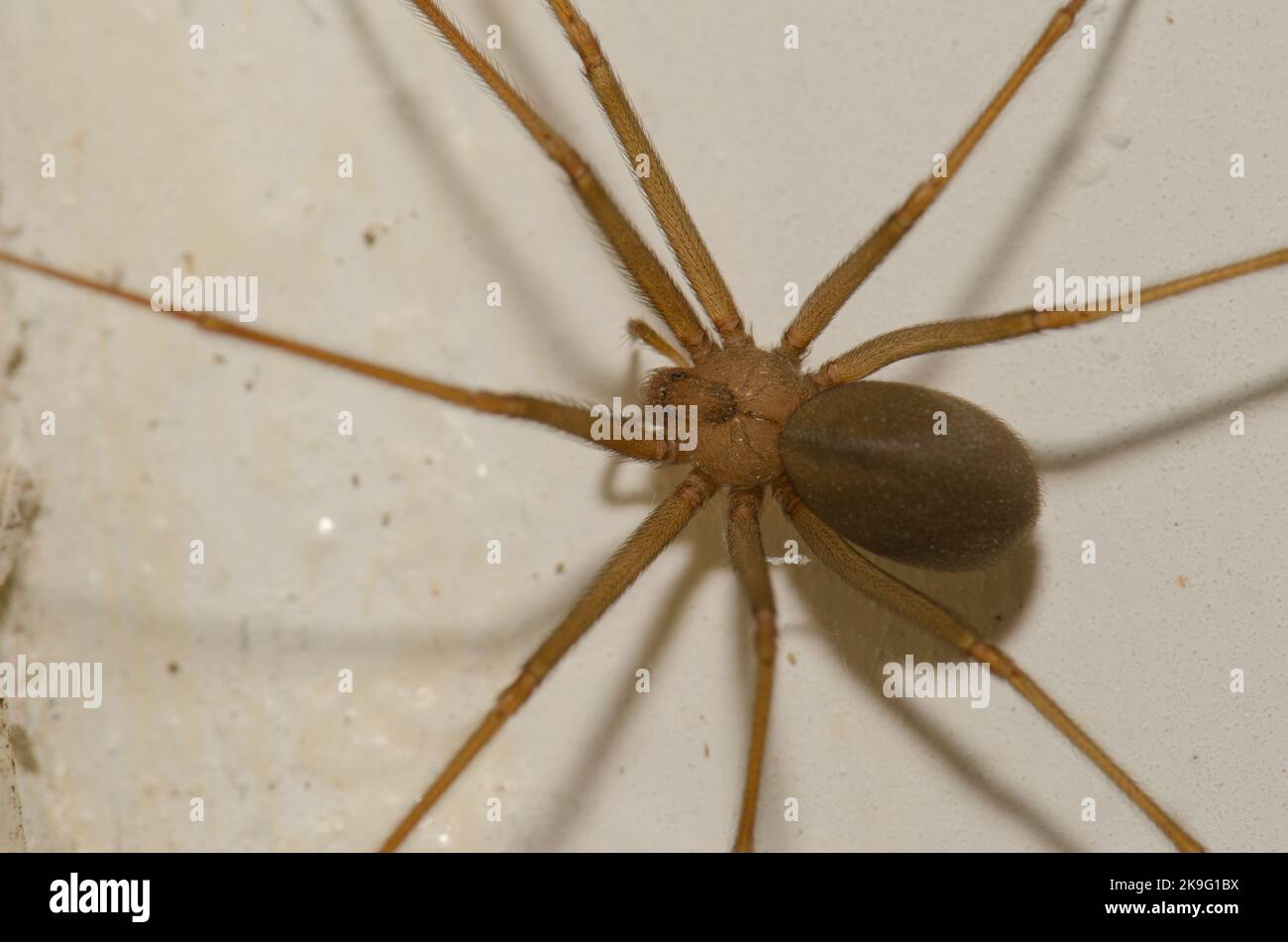Mediterranean recluse spider Loxosceles rufescens. Cruz de Pajonales ...