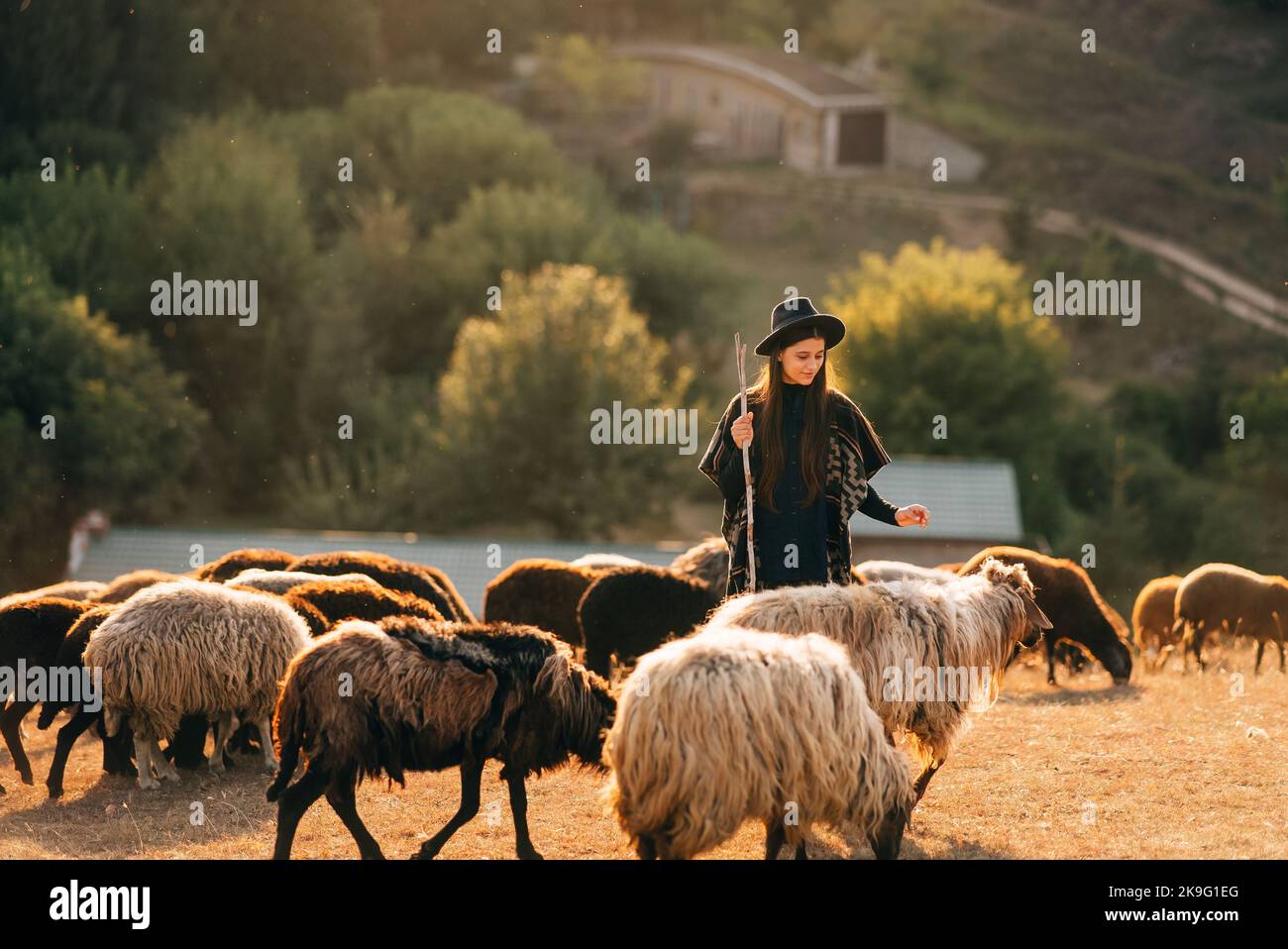 Sheepherder sheep flock herding hi-res stock photography and images - Alamy