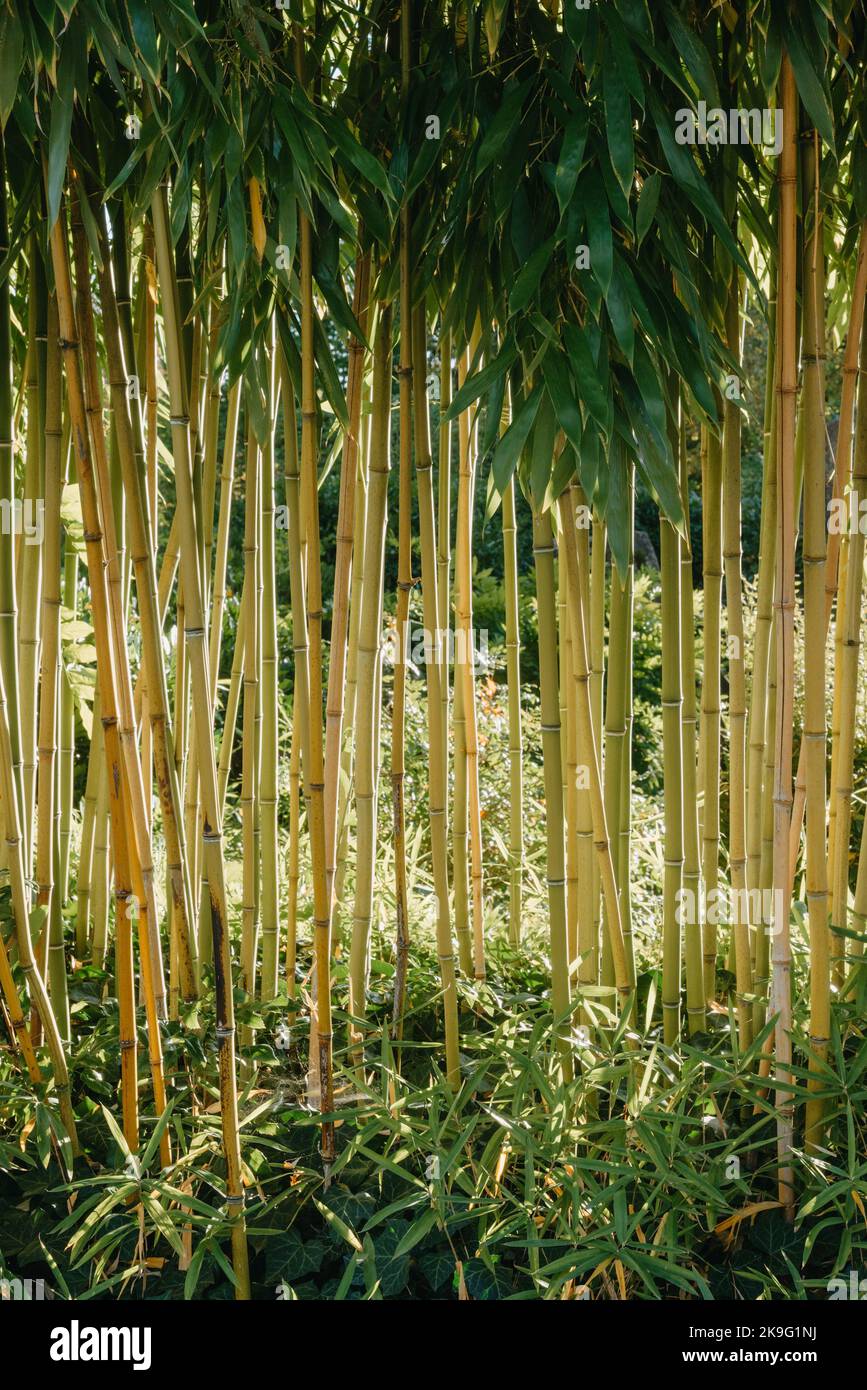 green bamboo tree in a garden Stock Photo - Alamy
