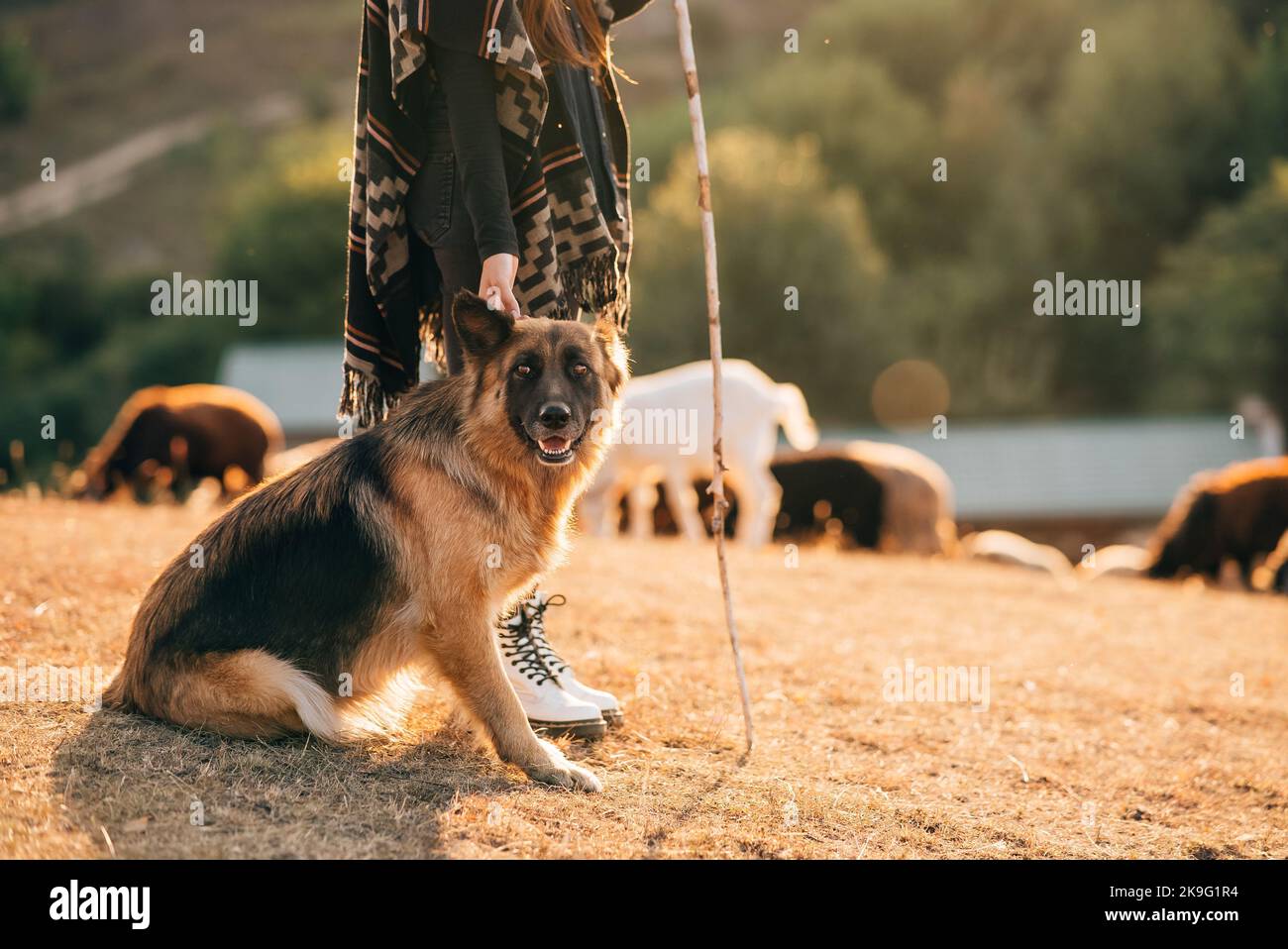 The dog sits with its owner on the lawn Stock Photo - Alamy