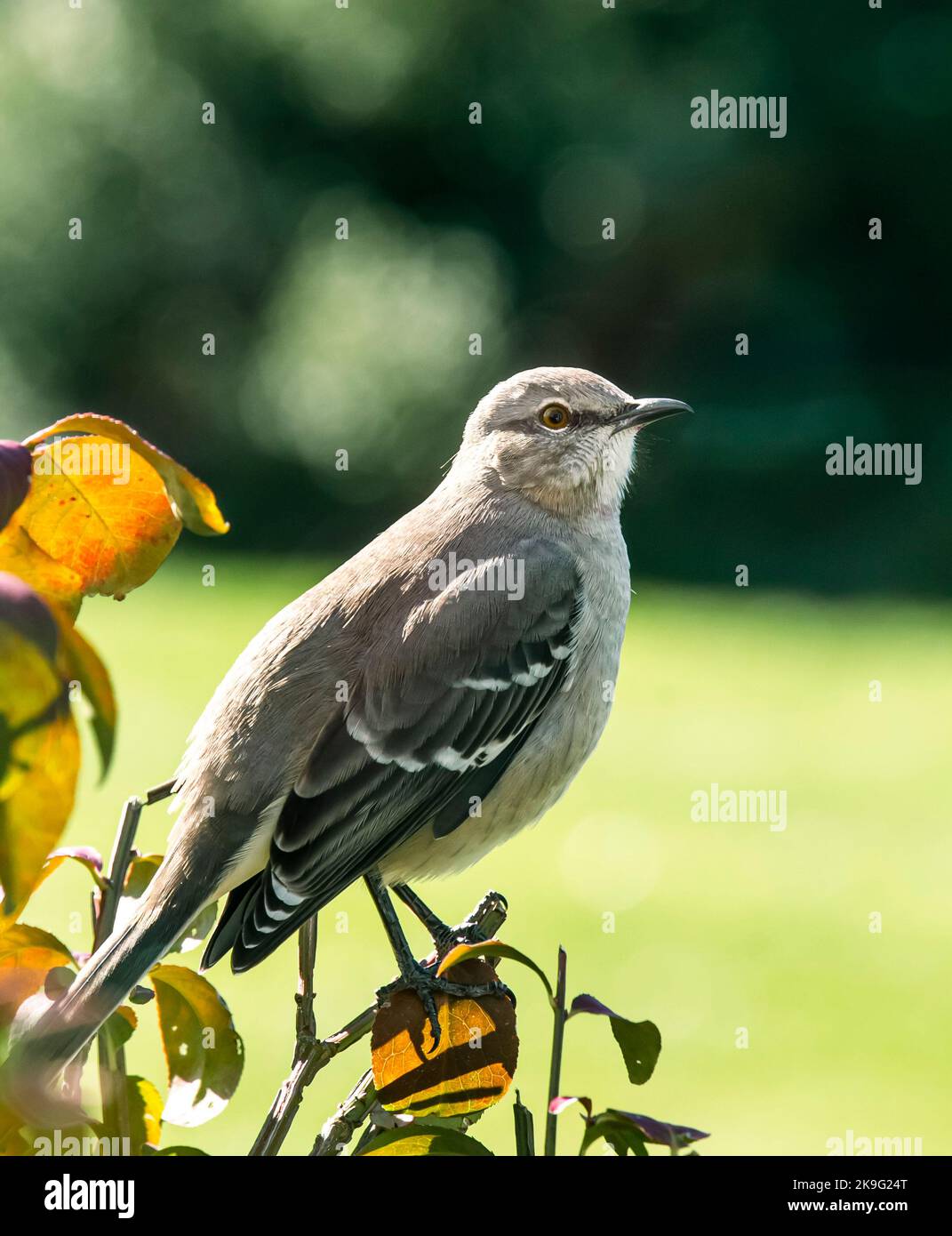 Large gray bird hi-res stock photography and images - Alamy