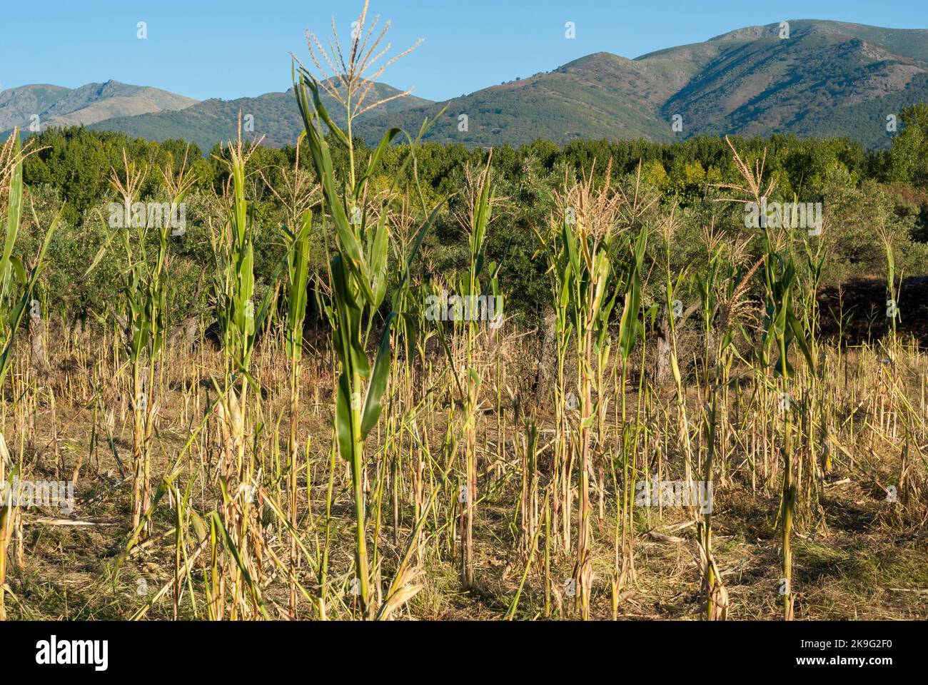 small corn plantation near the mountain in Extremdura with blue sky ...