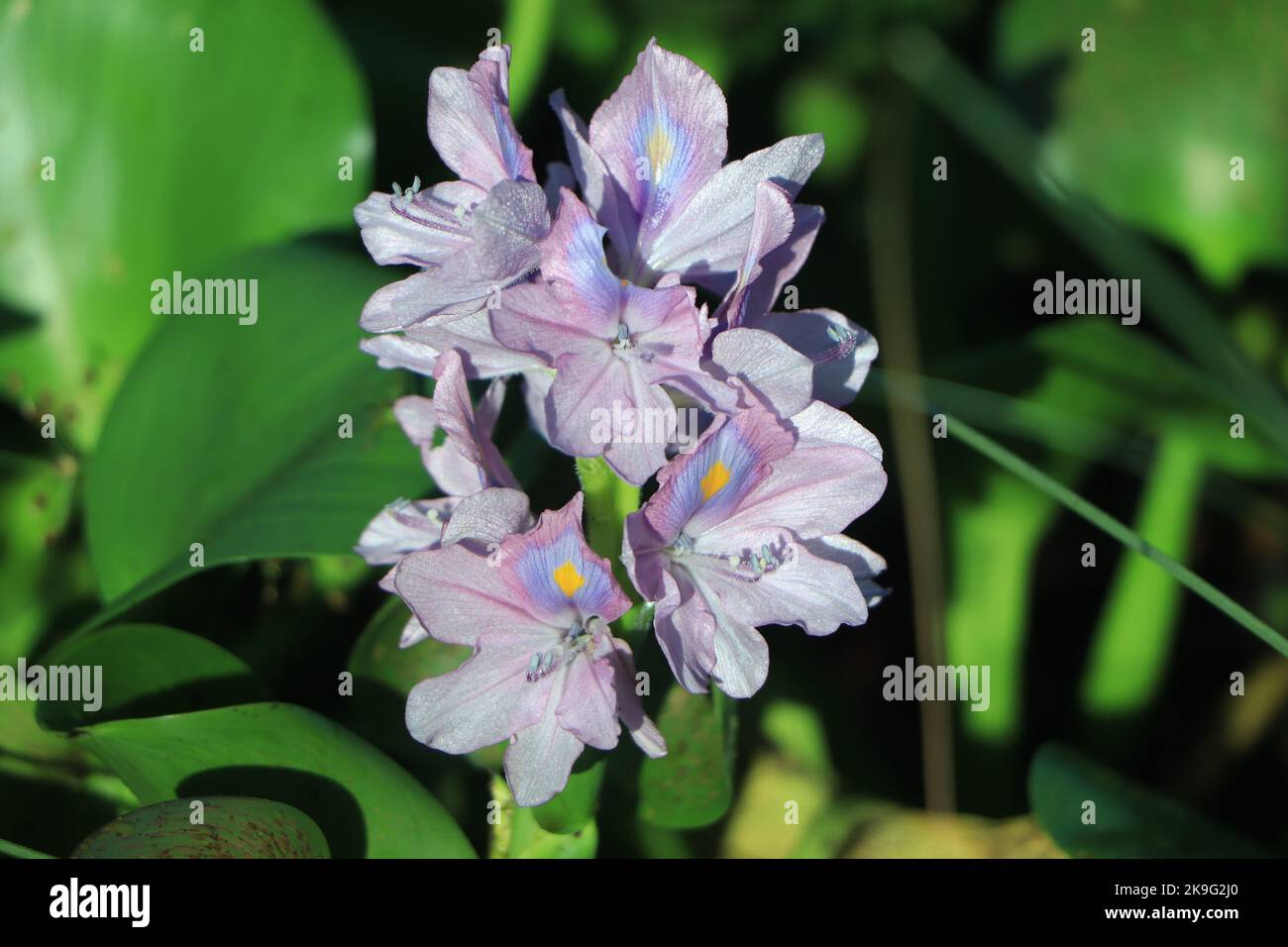 Water Hyacinth, Floating water hyacinth, Java Weed (Eichhornia ...