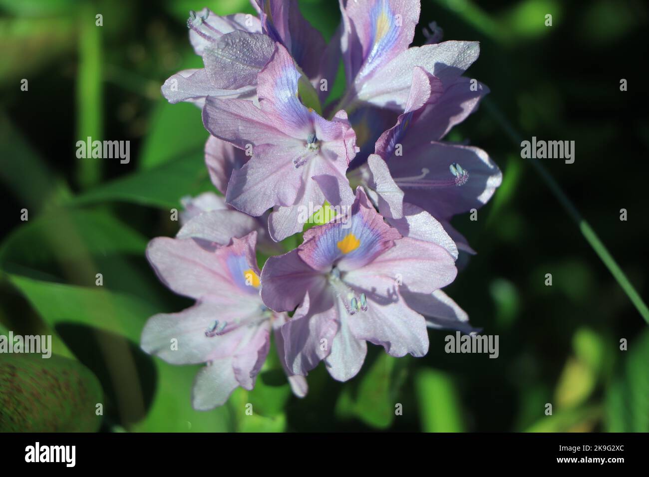 Beautiful water sources hi-res stock photography and images - Alamy