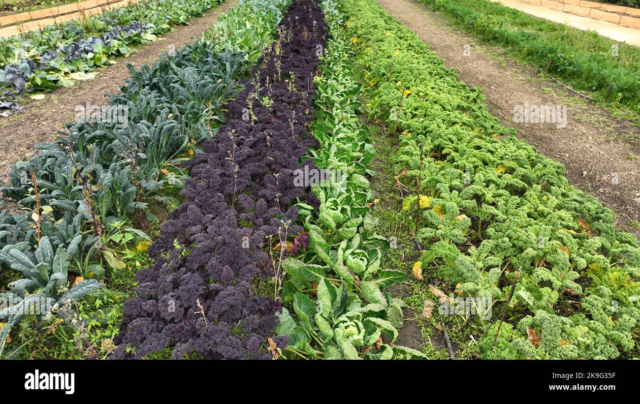 Farm autumn leaf curly cabbage kale harvesting winter plant leaves bio ...