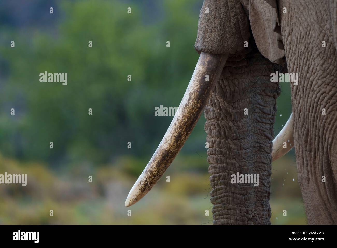 Detail of African bush elephant (Loxodonta africana tusk and trunk ...