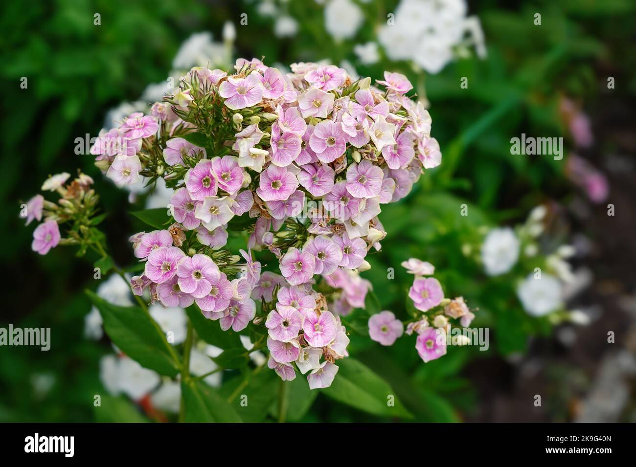 Phlox paniculata Sherbet Blend. phlox flower of modern varieties in the ...