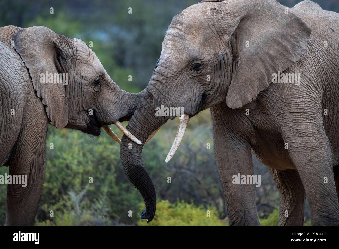 Two young African bush elephants (Loxodonta africana) interacting with ...