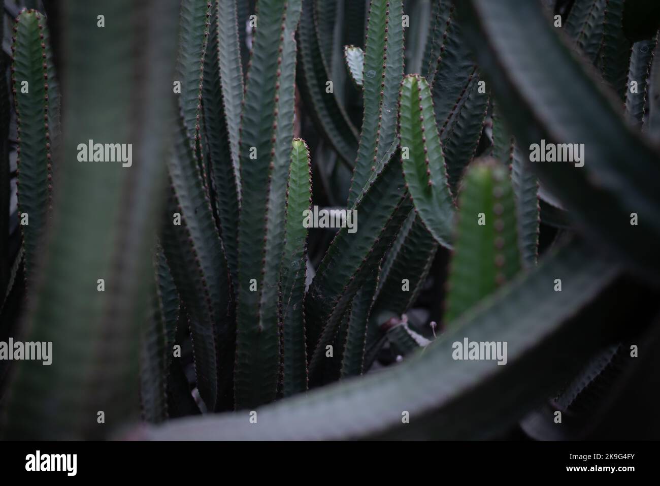 Canary island spurge background. Succulent shrub of euphorbia ...