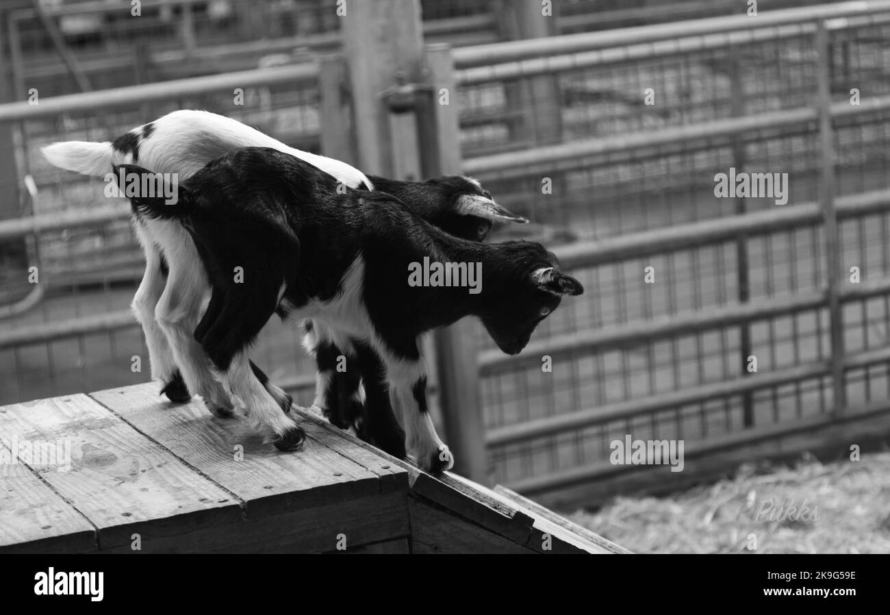 Nani goats hi-res stock photography and images - Alamy