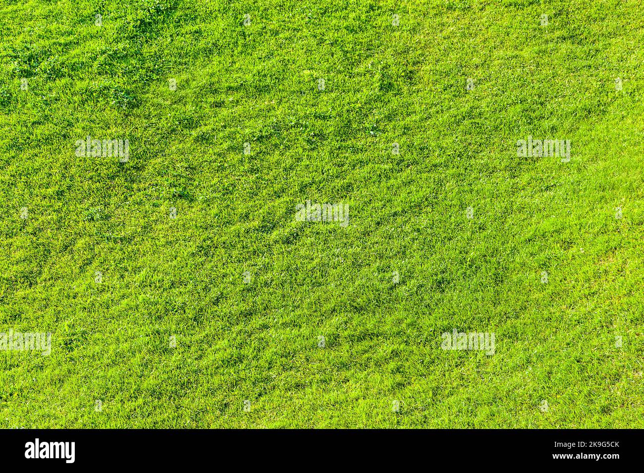 Green natural grass even surface Stock Photo - Alamy