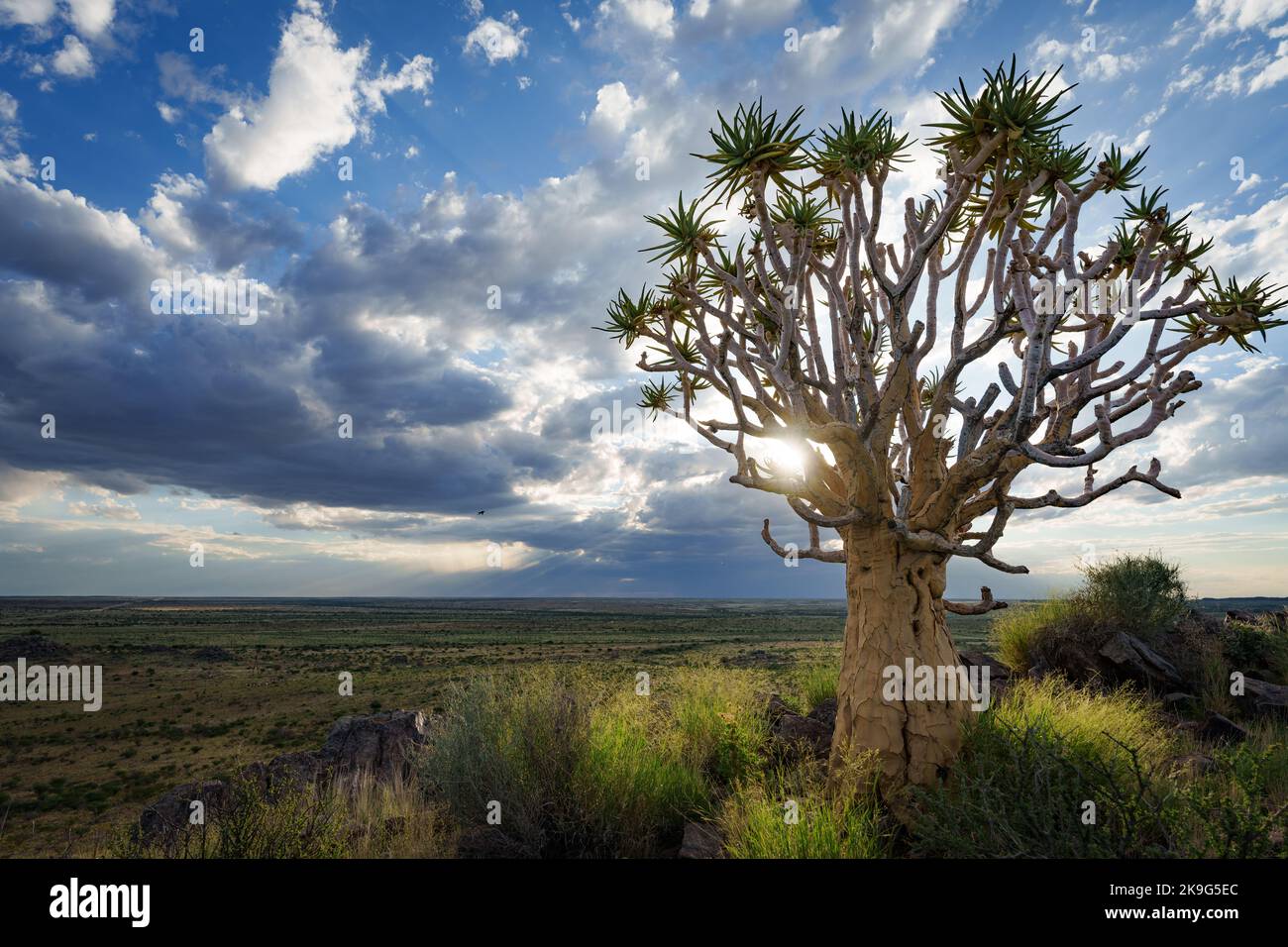 Quiver tree or kokerboom (Aloidendron dichotomum formerly Aloe ...