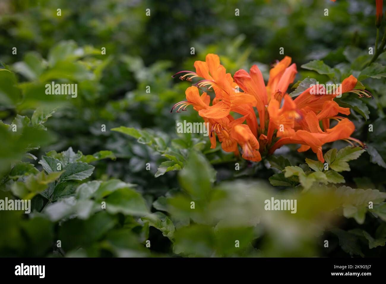 Cape honeysuckle orange flowers closeup. Tecoma capensis floral ...