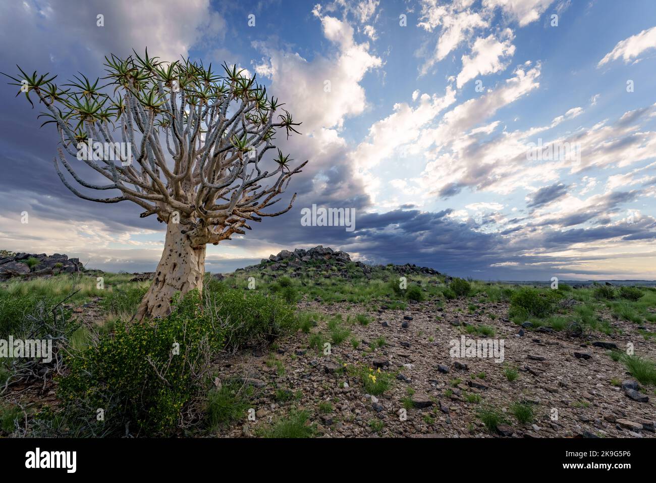 Quiver tree or kokerboom (Aloidendron dichotomum formerly Aloe ...
