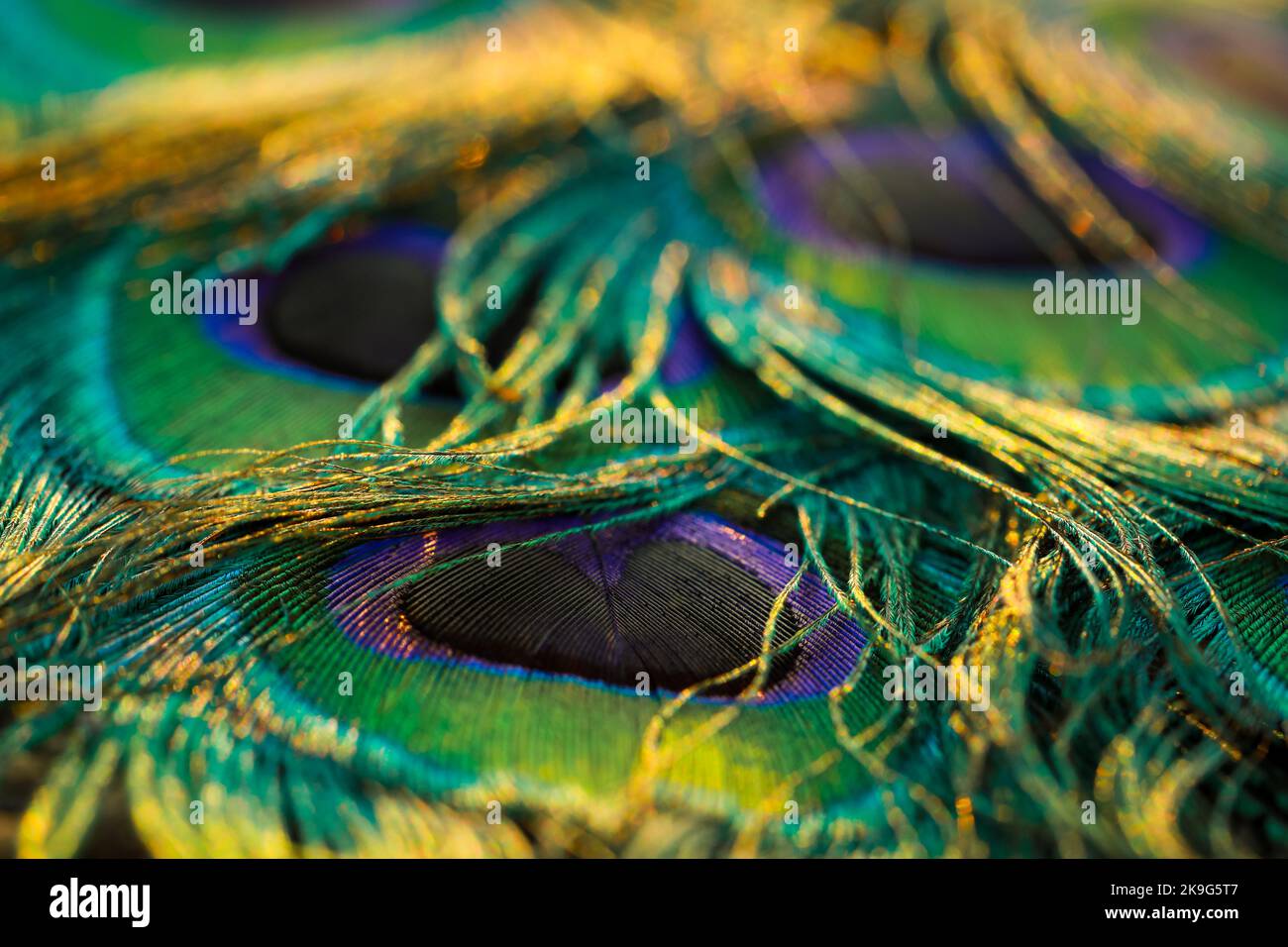 Golden yellow feathers hi-res stock photography and images - Alamy