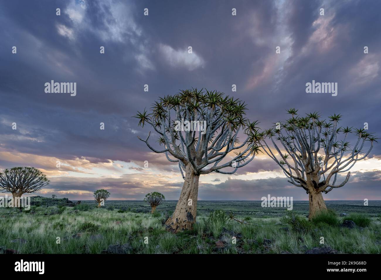 Quiver tree or kokerboom (Aloidendron dichotomum formerly Aloe ...
