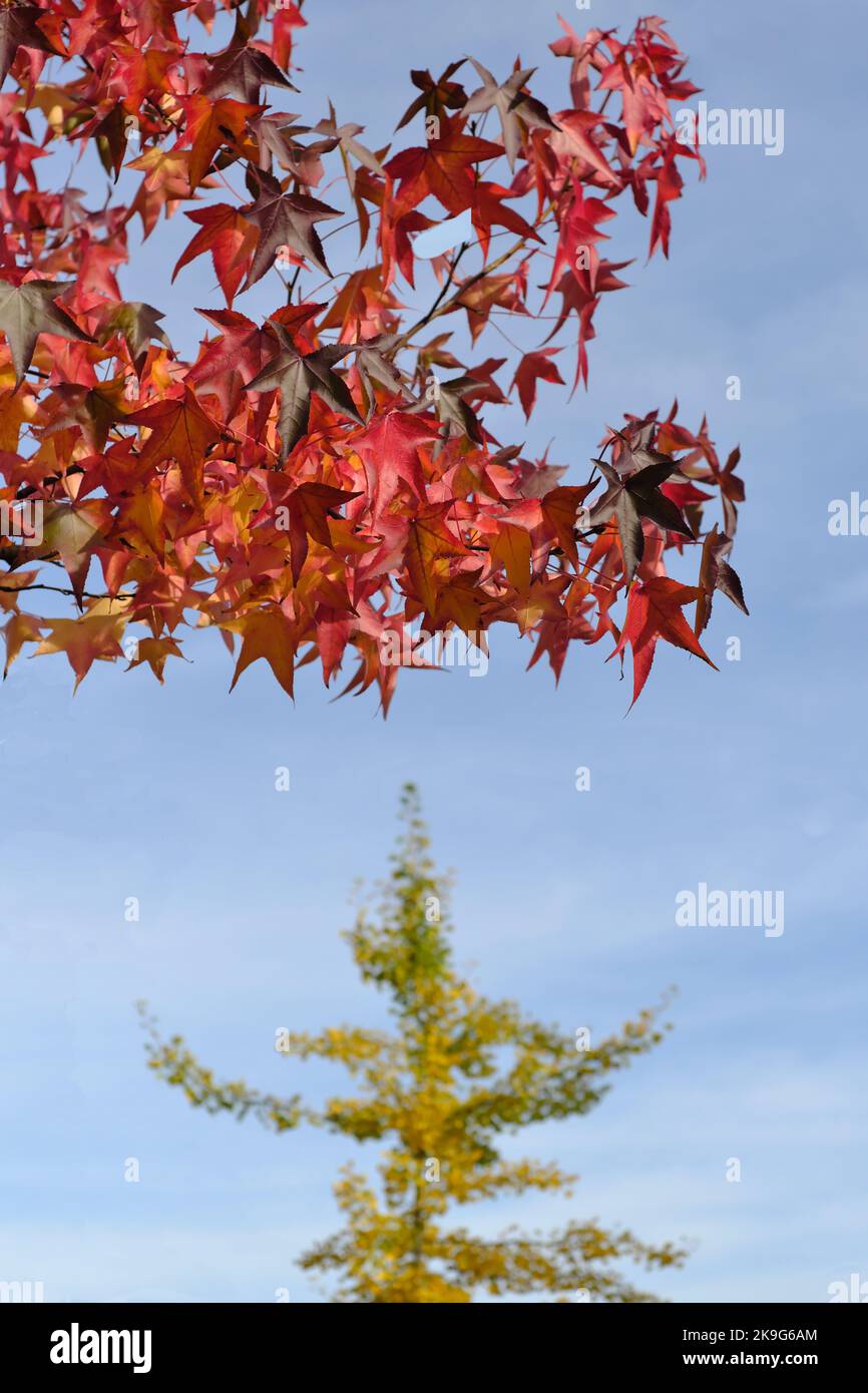 Autumn in the park, trees with multicolred leaves, sunlight, selective ...