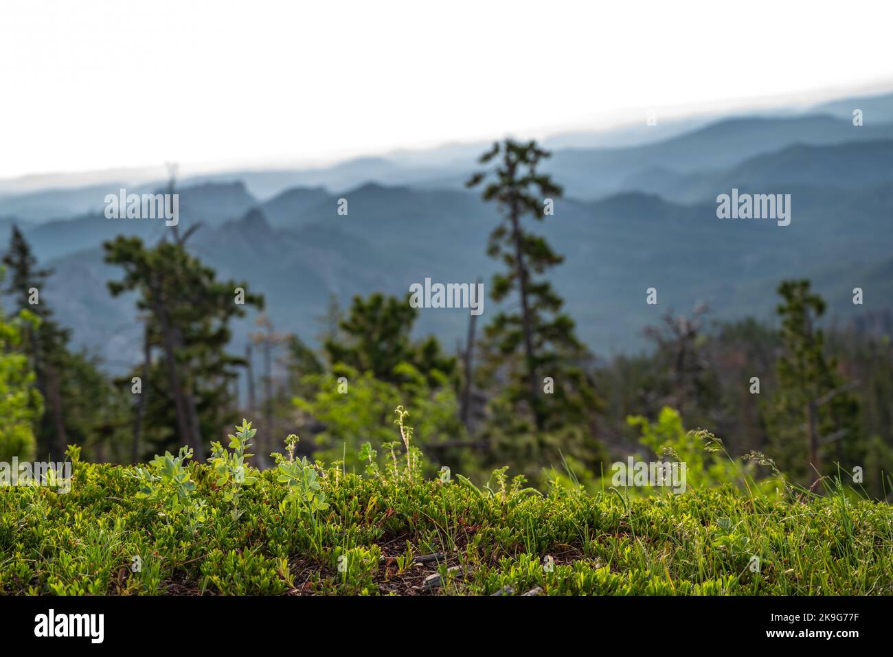 A mountain landscape with tall green trees and a cloudy blue sky Stock ...