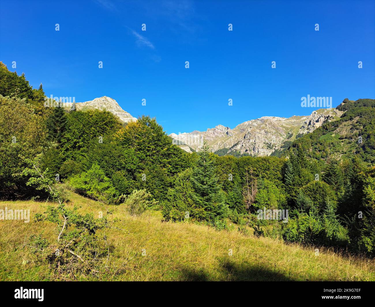 A low angle shot of green forest trees near rocky mountains in Korab ...