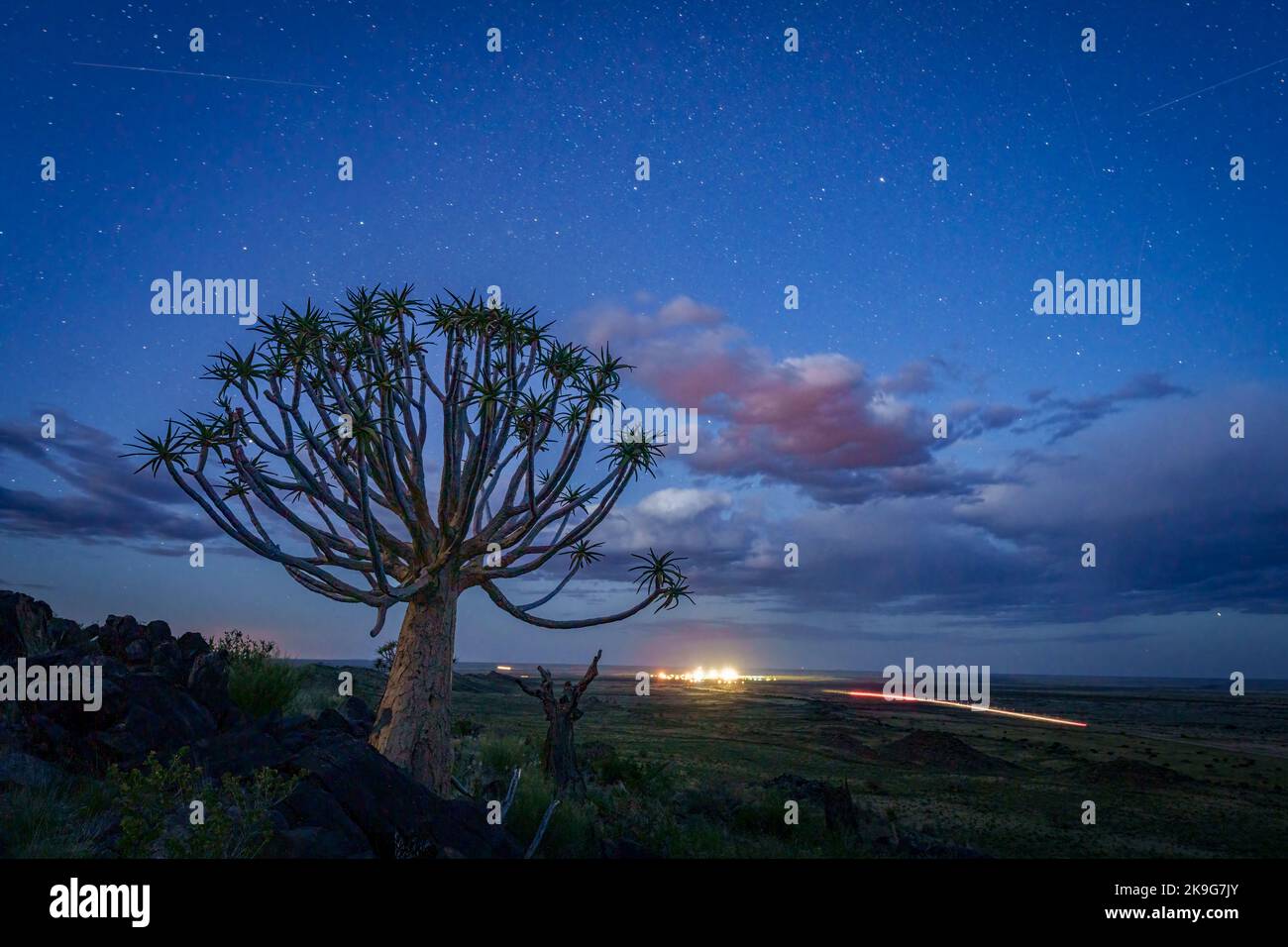 Quiver tree or kokerboom (Aloidendron dichotomum formerly Aloe ...