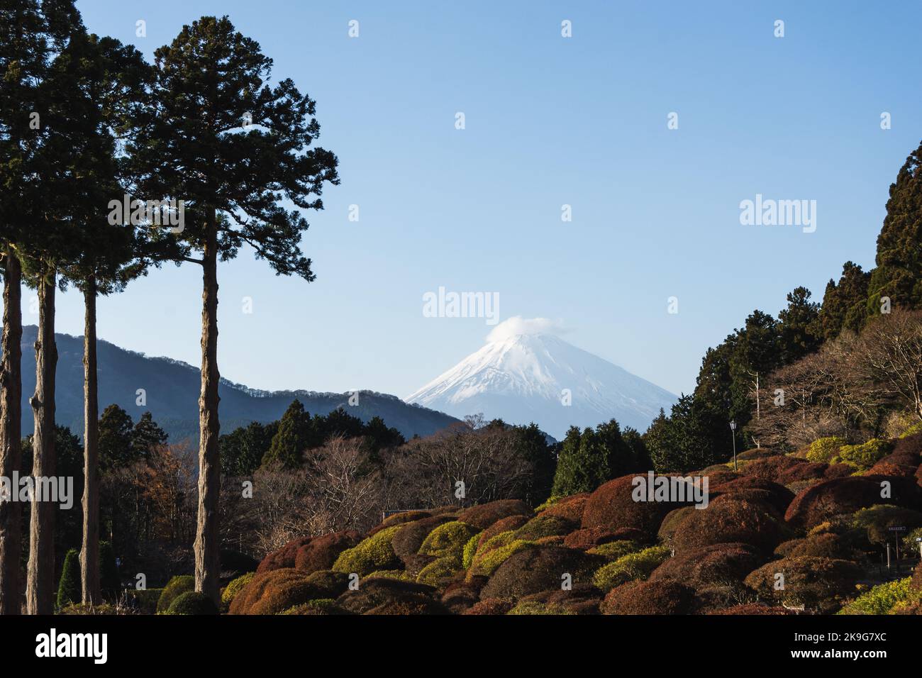 The breathtaking view of the snowy mount Fuji behind the autumn forest ...