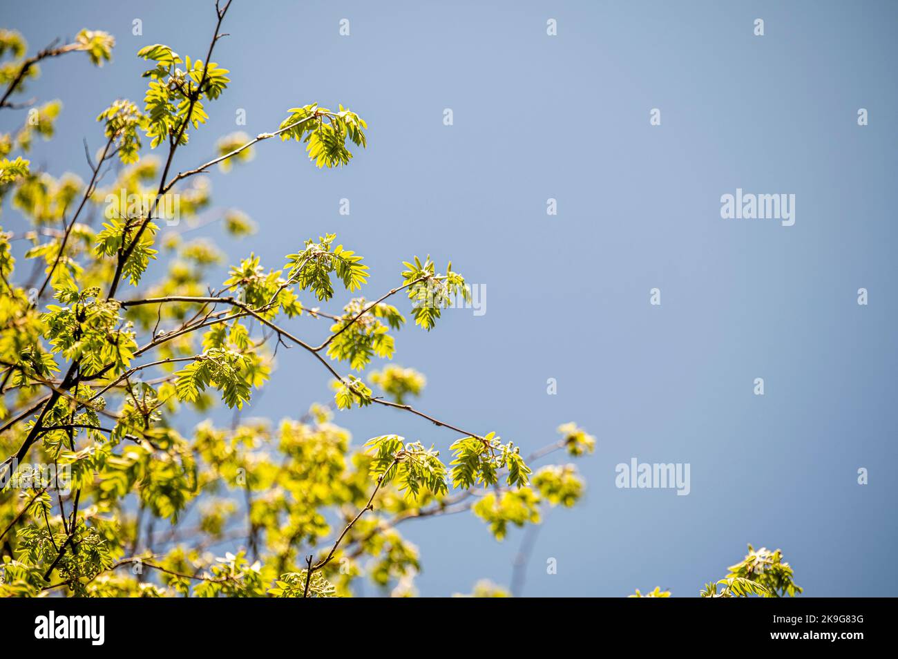 The view of Robinia pseudoacacia tree branches before the blue sky ...