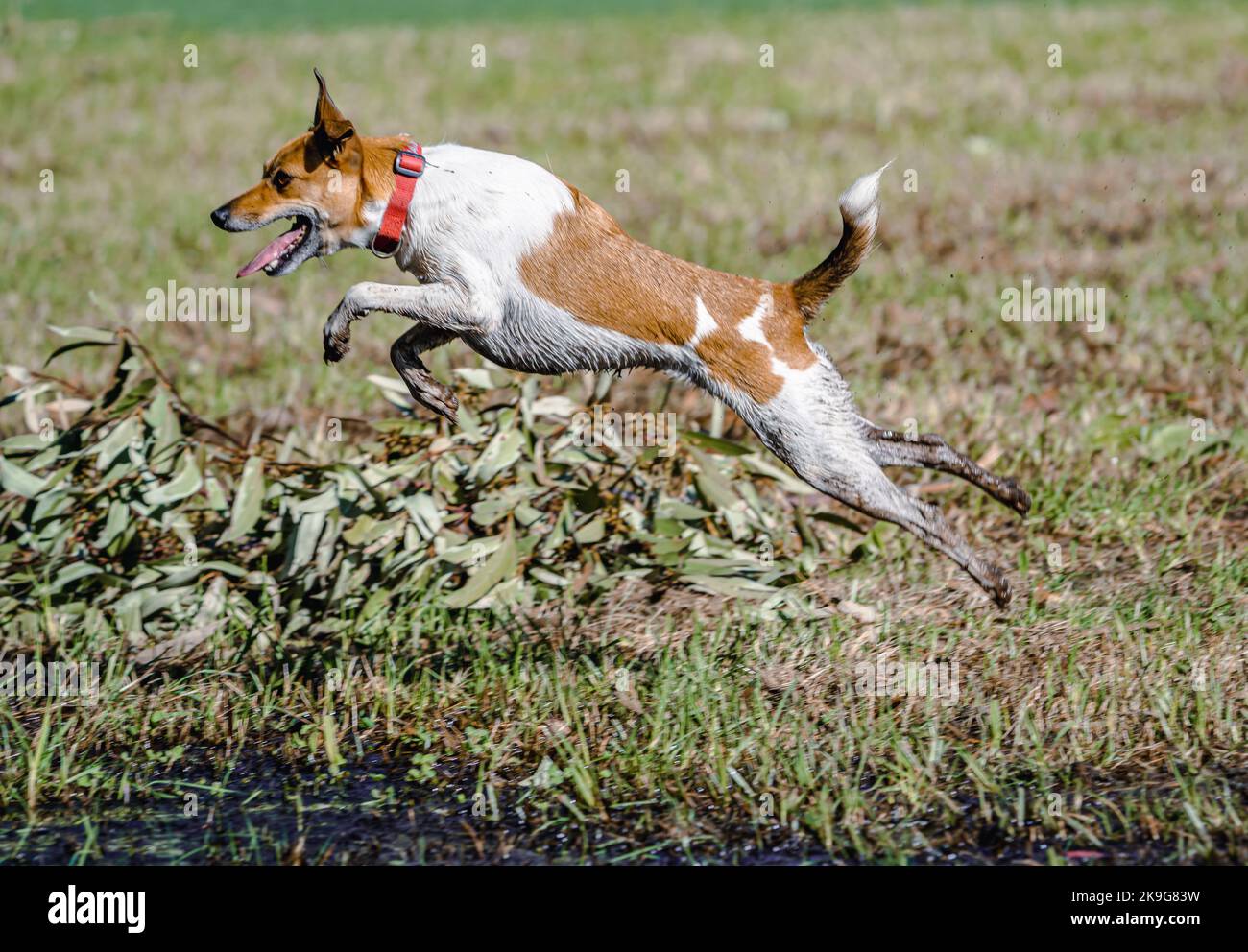 The close-up view of a playful Jack Russell Terrier jumping in a grass ...