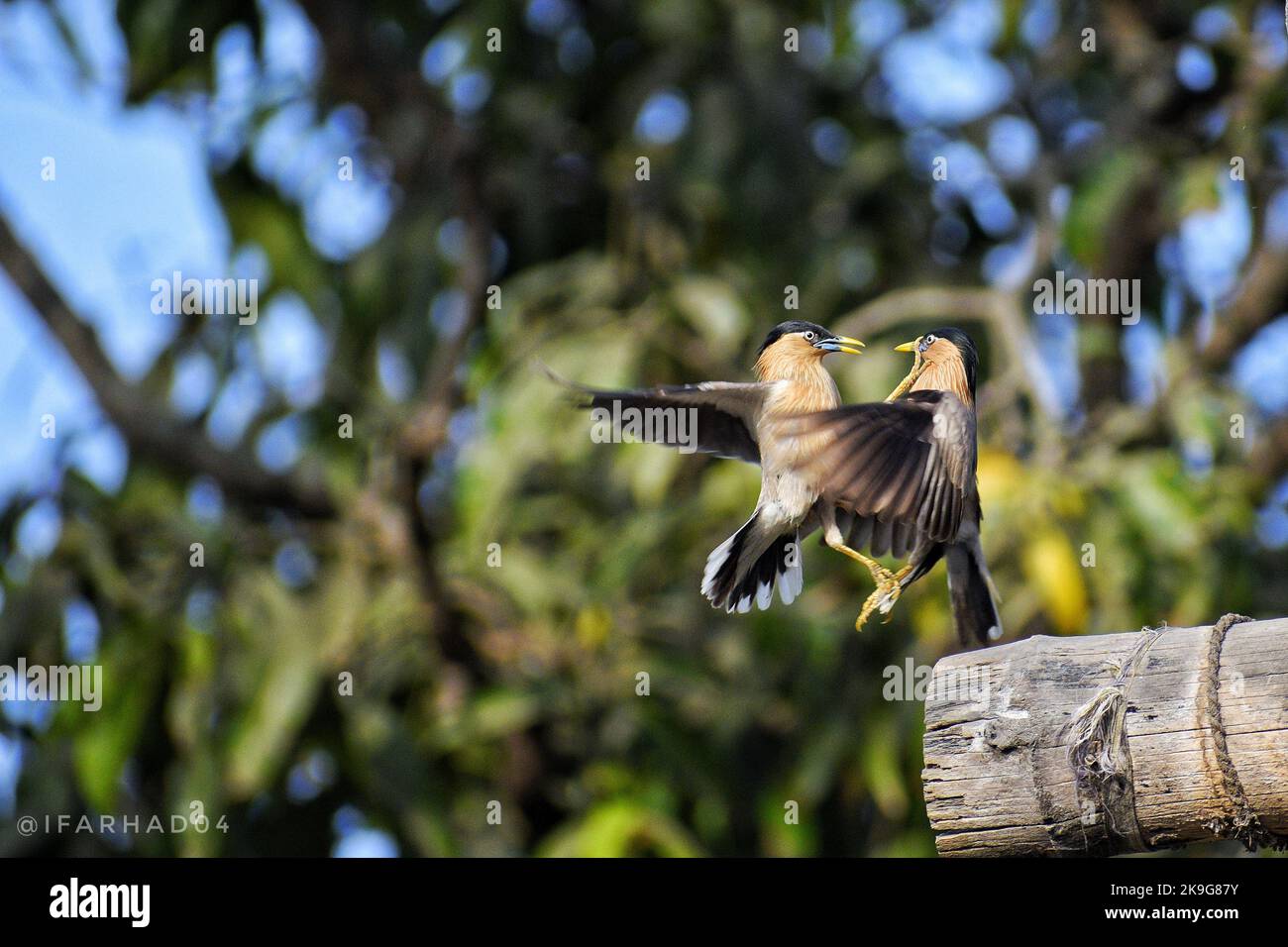 Two birds fighting for their nest Stock Photo - Alamy