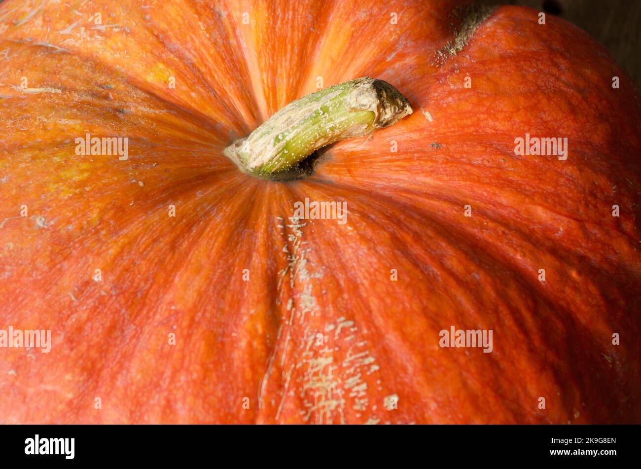 Giant pumpkin close up hi-res stock photography and images - Alamy