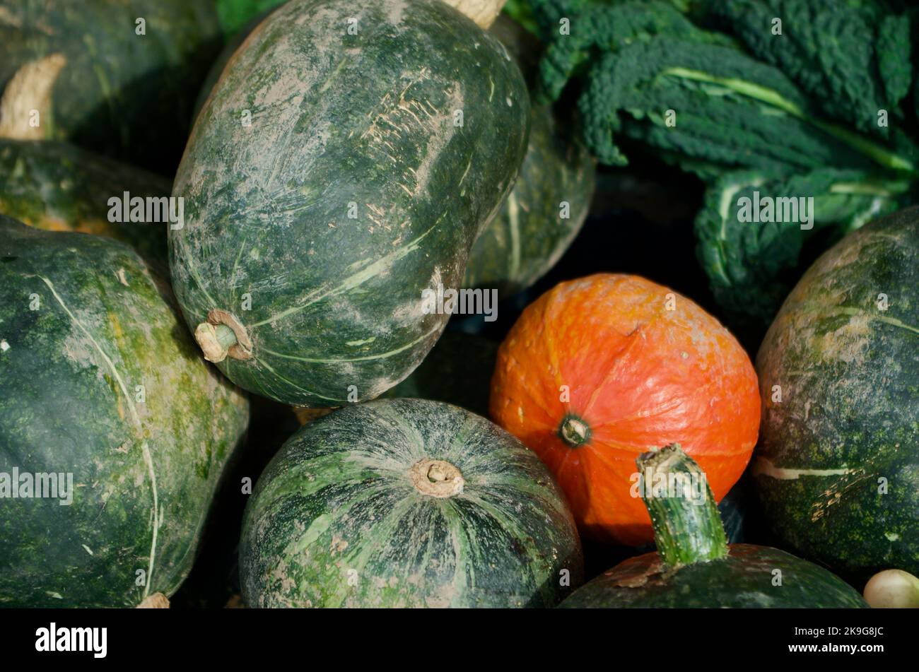 Harvested green pumpkins and one orange colored pumpkin for cooking in ...