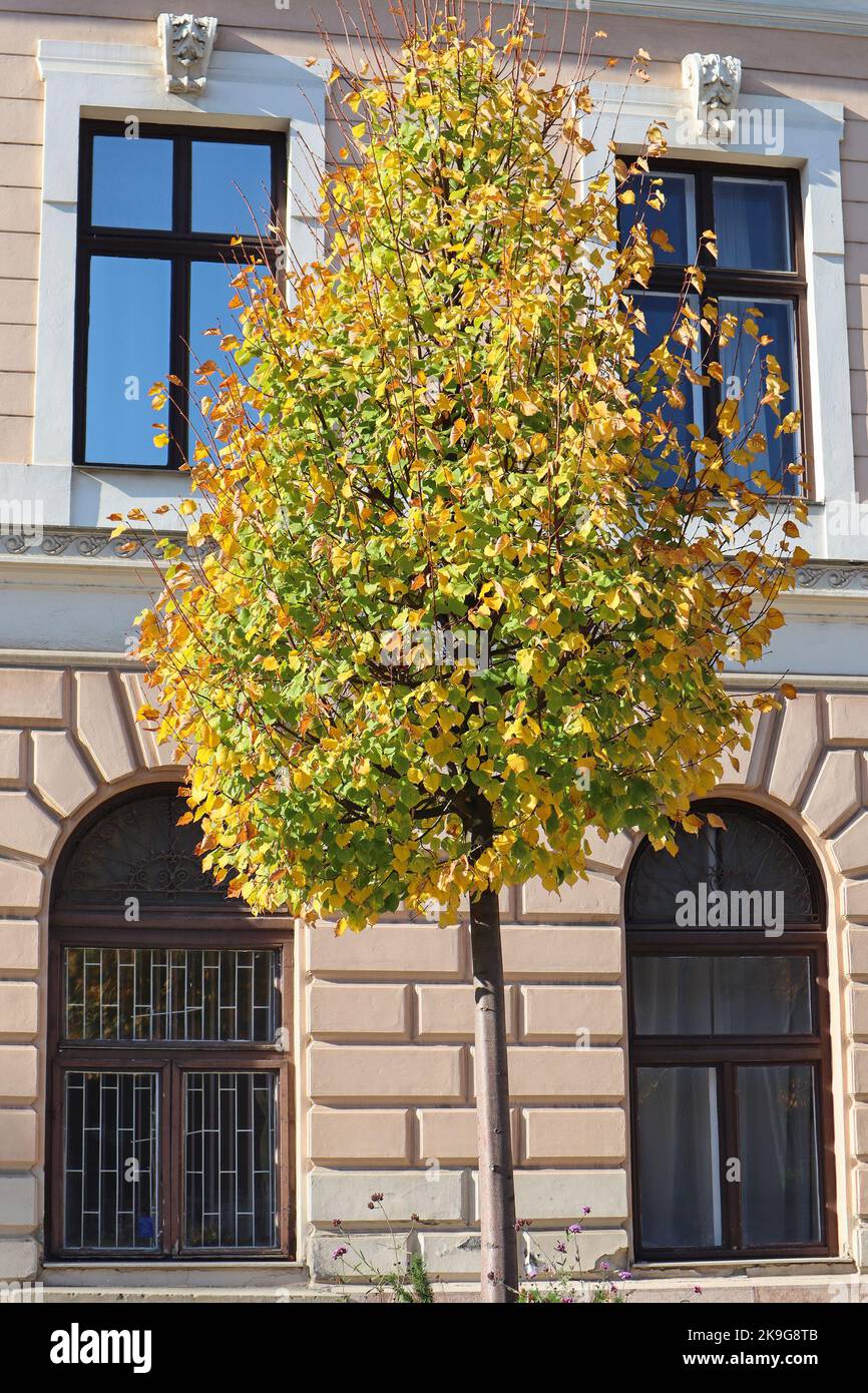 Tree in autumn colors in front of an old building Stock Photo - Alamy