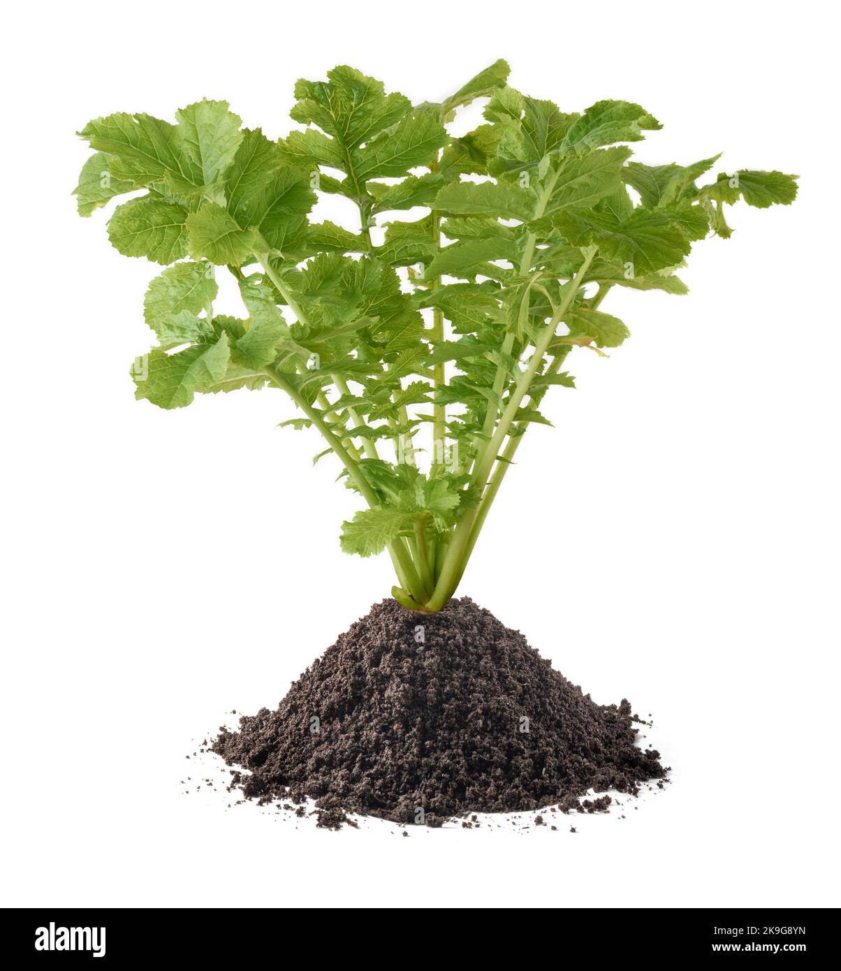 white round radish plant with soil, edible green leaves, fast growing ...