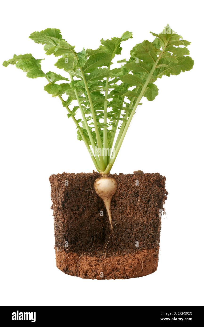 cross section of white round radish plant with layers of soil, edible ...