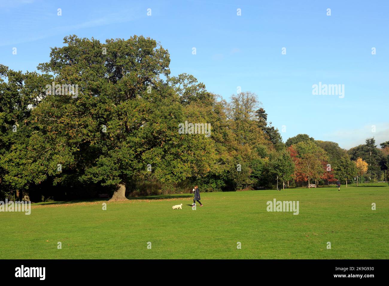 Large oak tree, Heath Park, Cardiff. October 2022. Early Autumn. cym ...