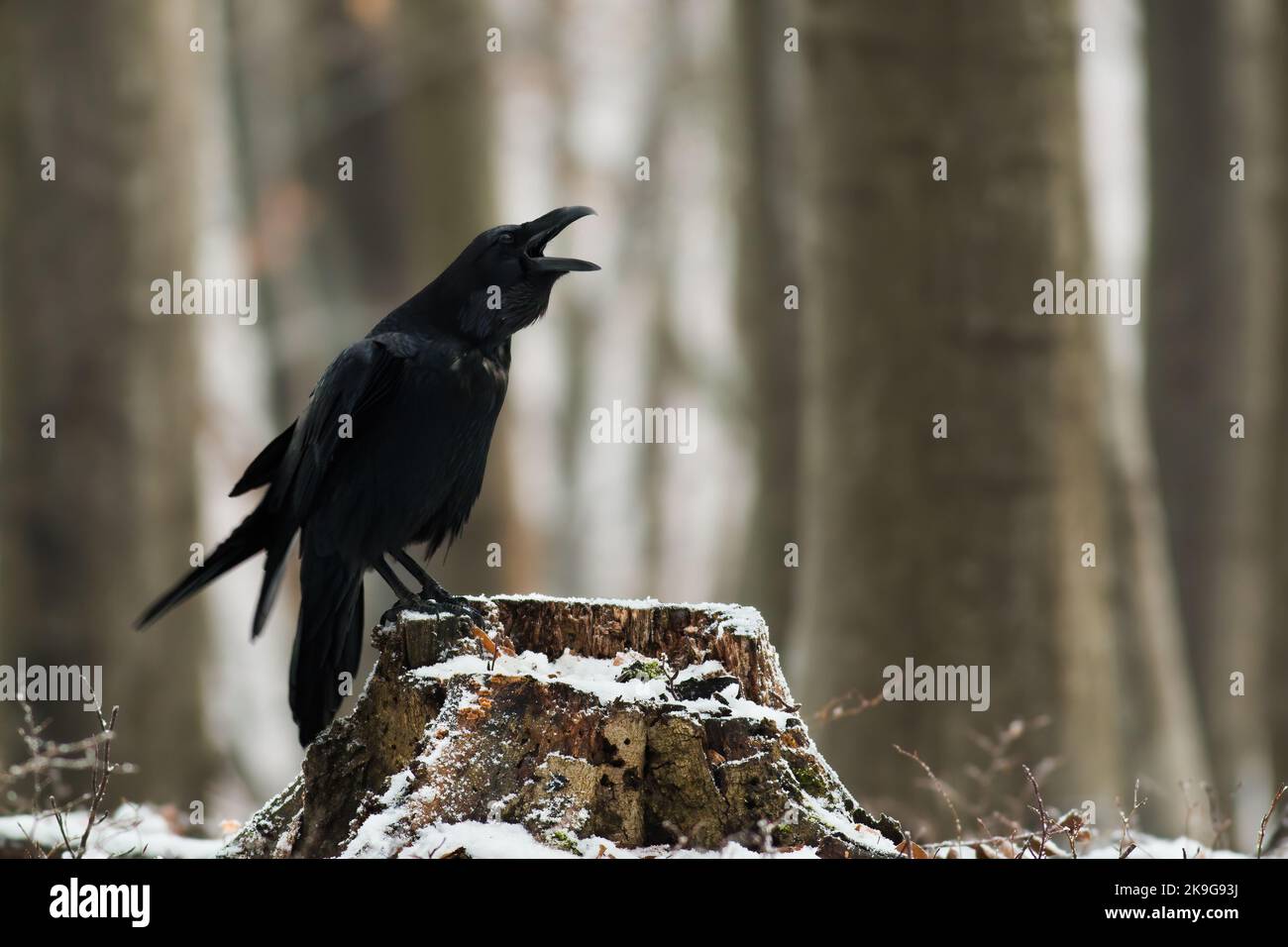 Croaking crow hi-res stock photography and images - Alamy